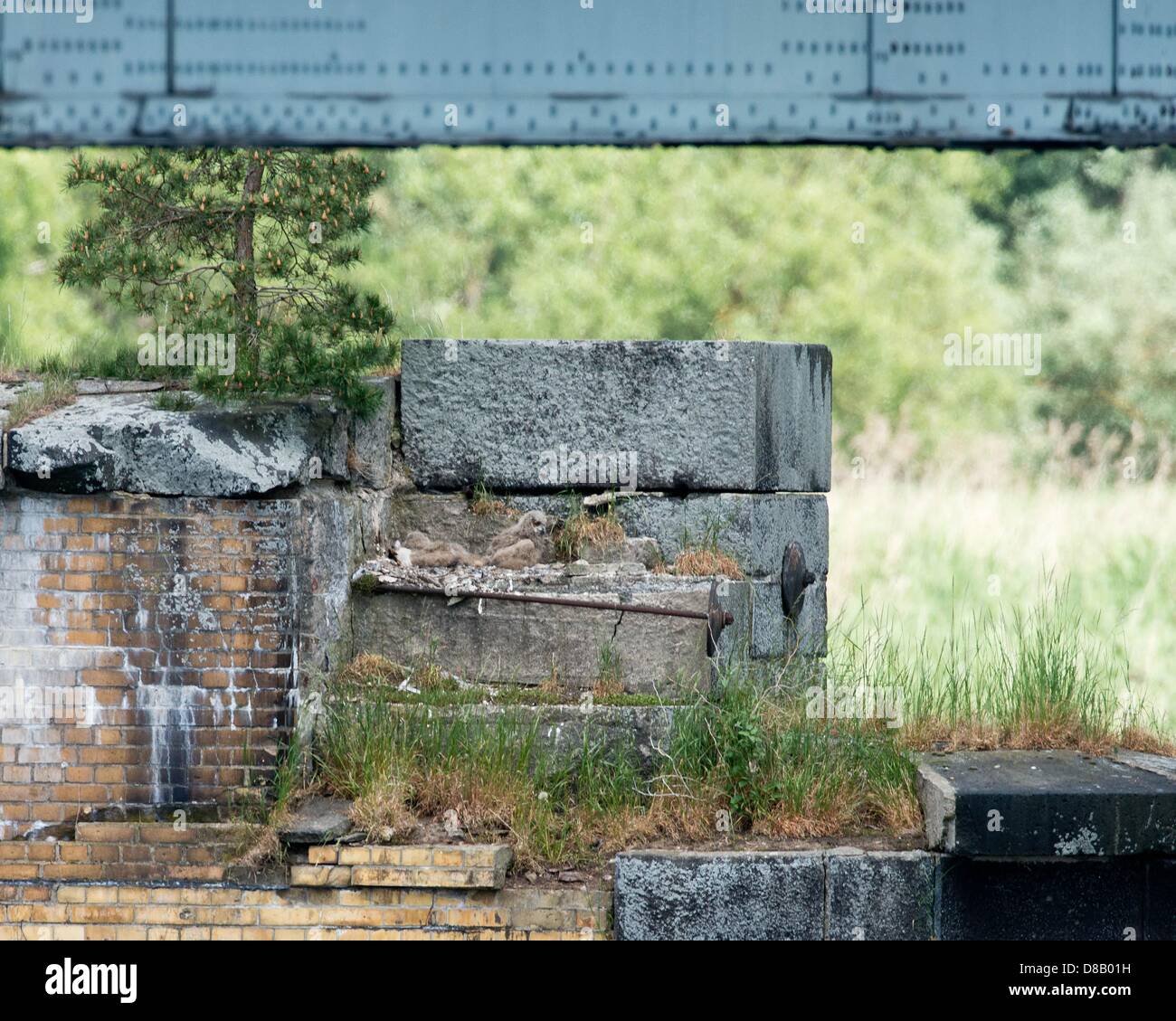Two owl chicks sit in their nest on an old bridge support directly next ...