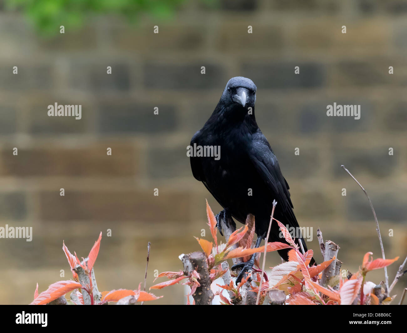 Carrion Crow Corvus Corone perched on a cherry tree in an English ...