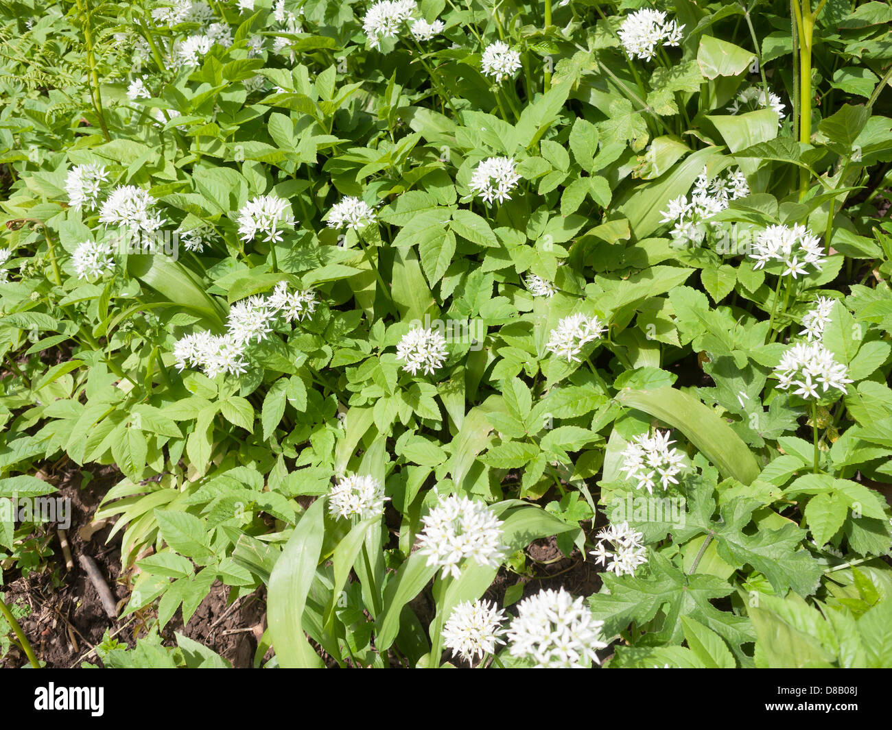 Wild Garlic Allium ursinum flowering in spring in deciduous woodland in ...