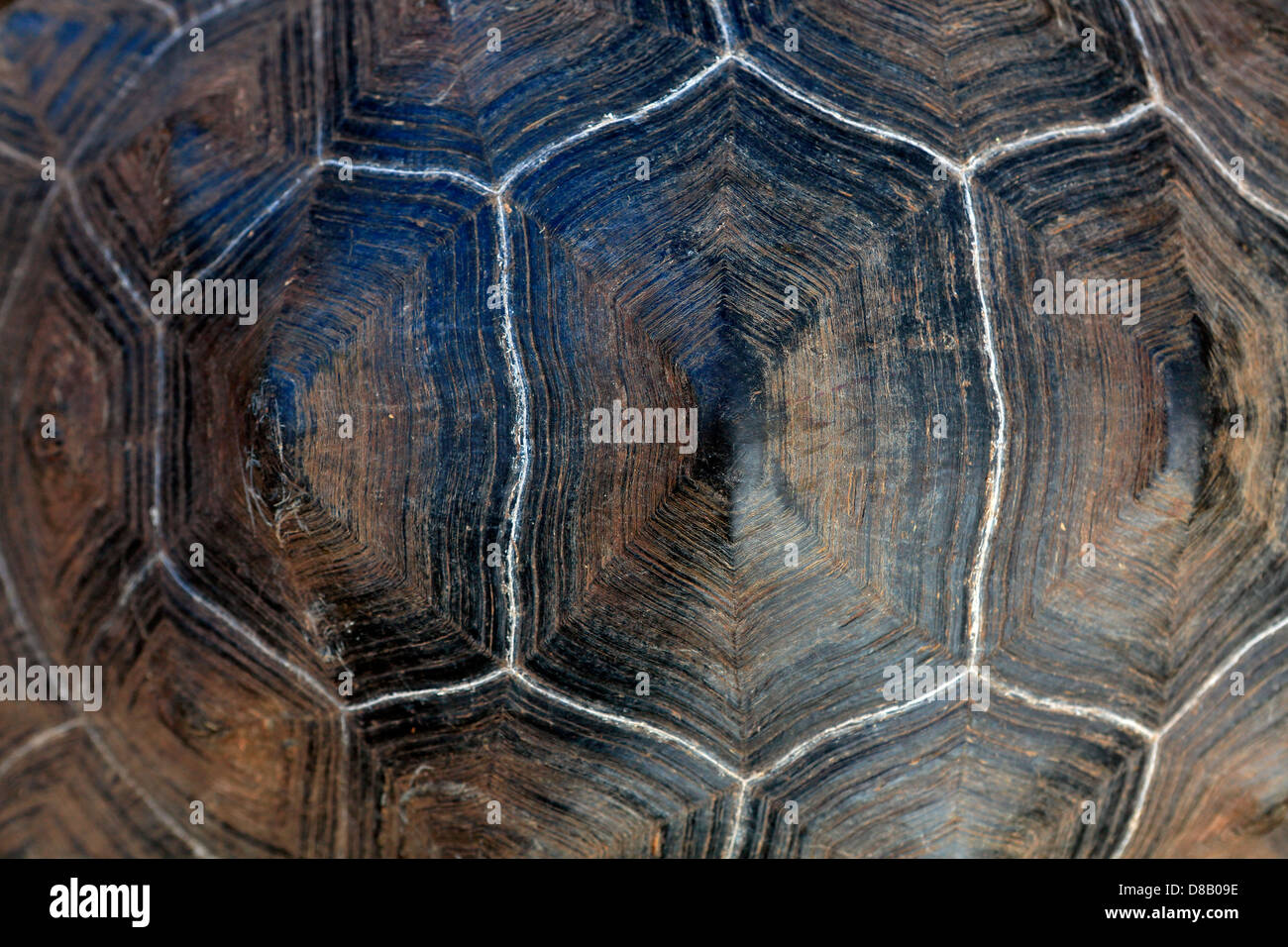 Tortoise shell pattern hi-res stock photography and images - Alamy