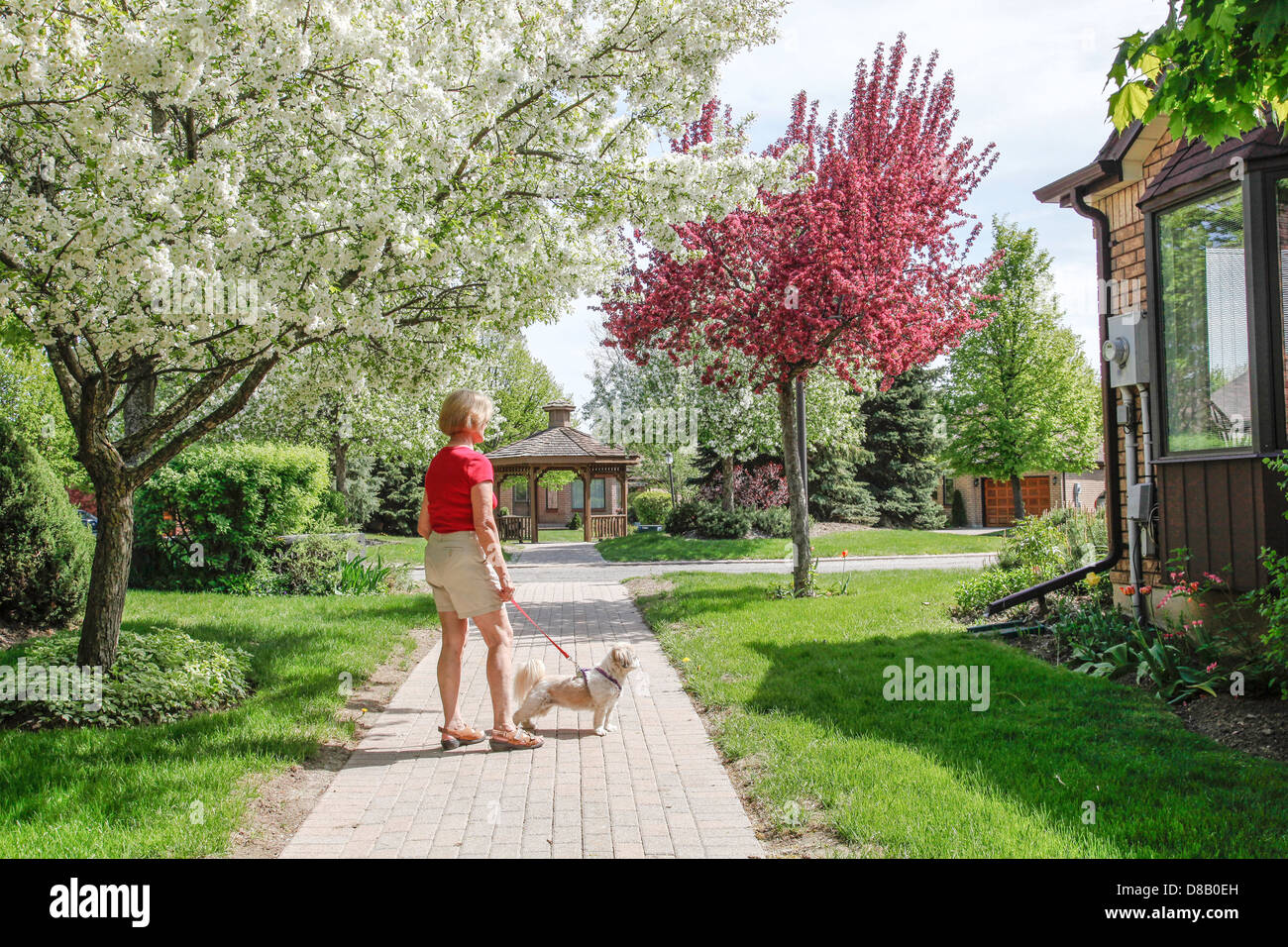 Woman is taking dog for a walk in Springtime in Ontario;Canada with ...