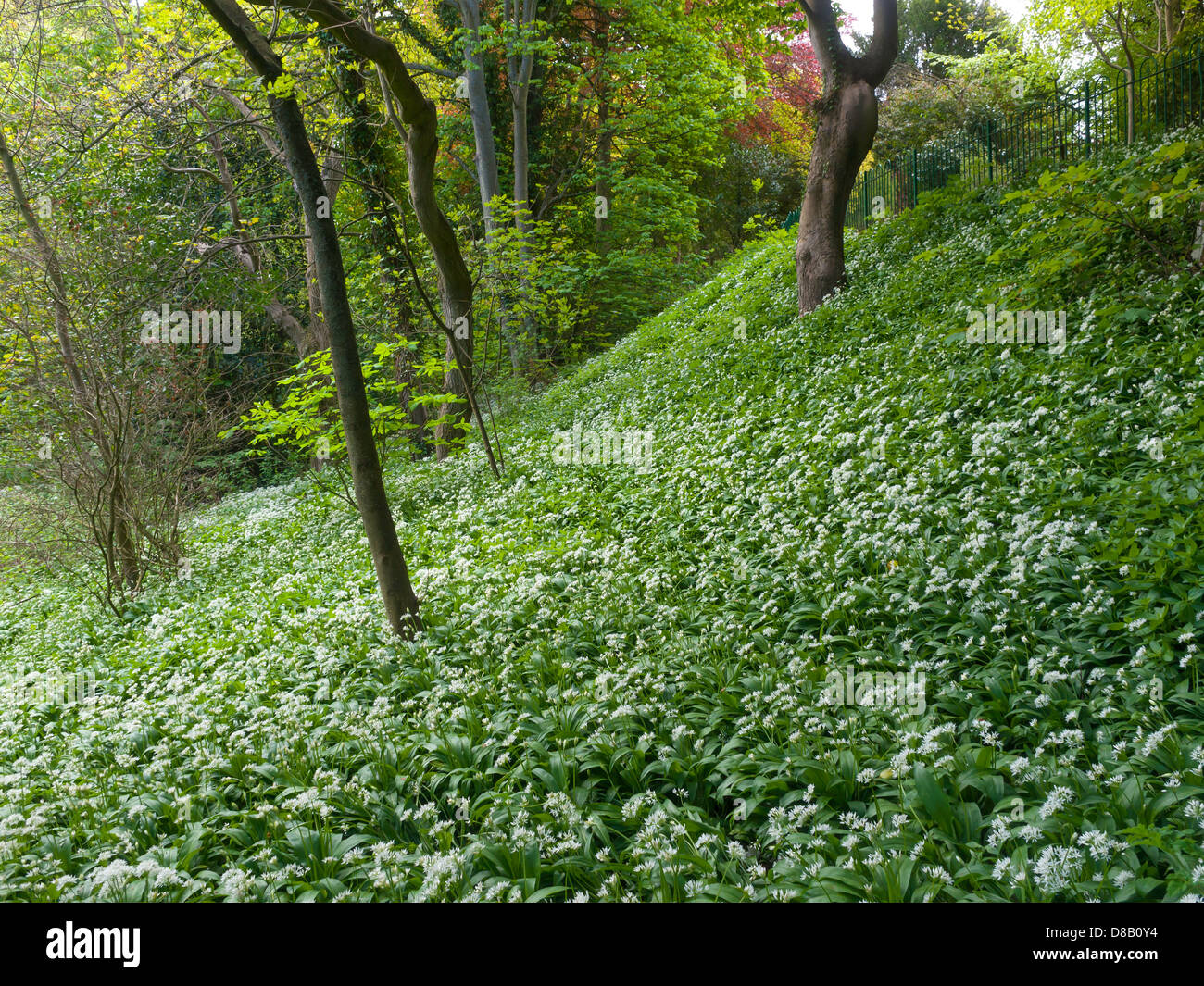 Wild Garlic Allium ursinum flowering in spring in deciduous woodland In ...
