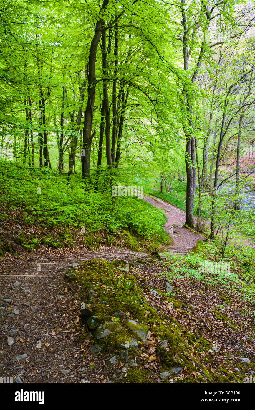 Pathway and steps though Beech trees in Barton Wood on the riverbank of ...