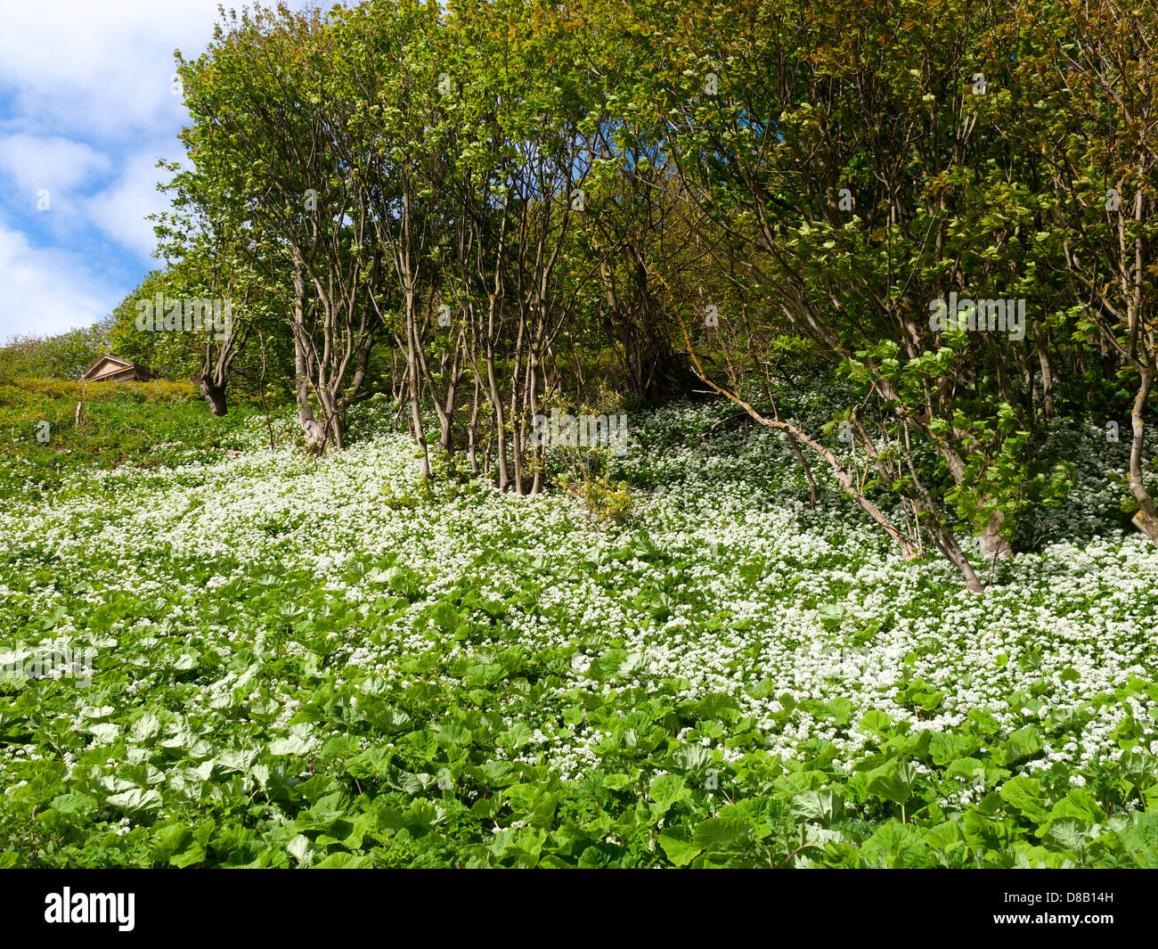 Wild Garlic Allium ursinum flowering in spring in deciduous woodland In ...