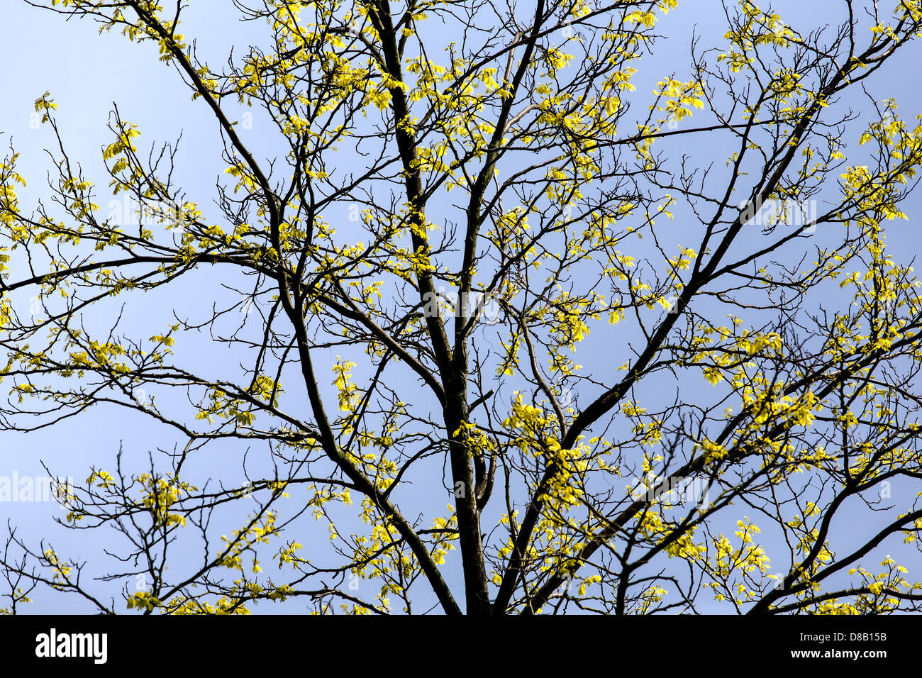 Leaves & Branches of Robinia Pseudoacacia Tree Stock Photo - Alamy