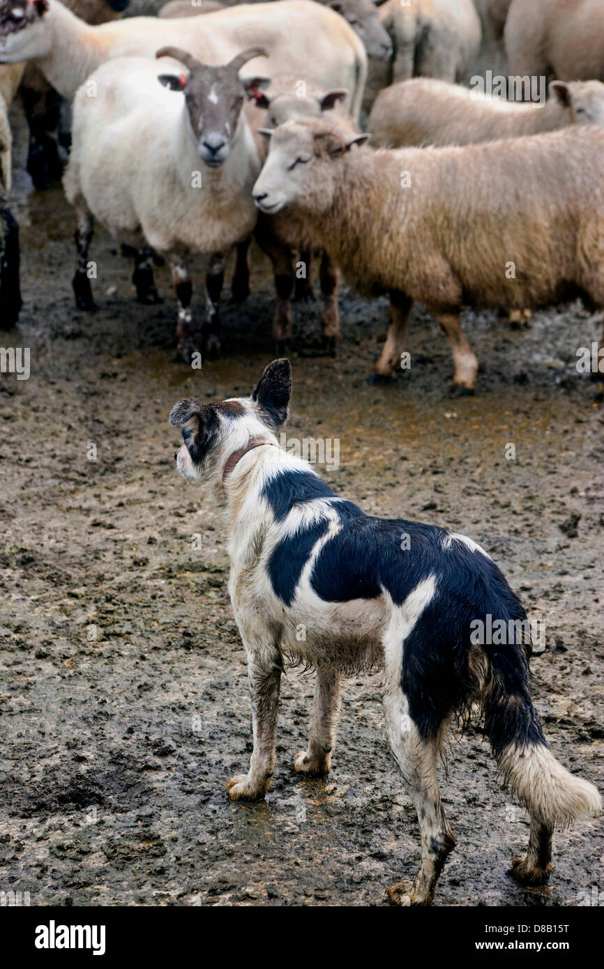 Which Dog Is Used For Rounding Up Sheep