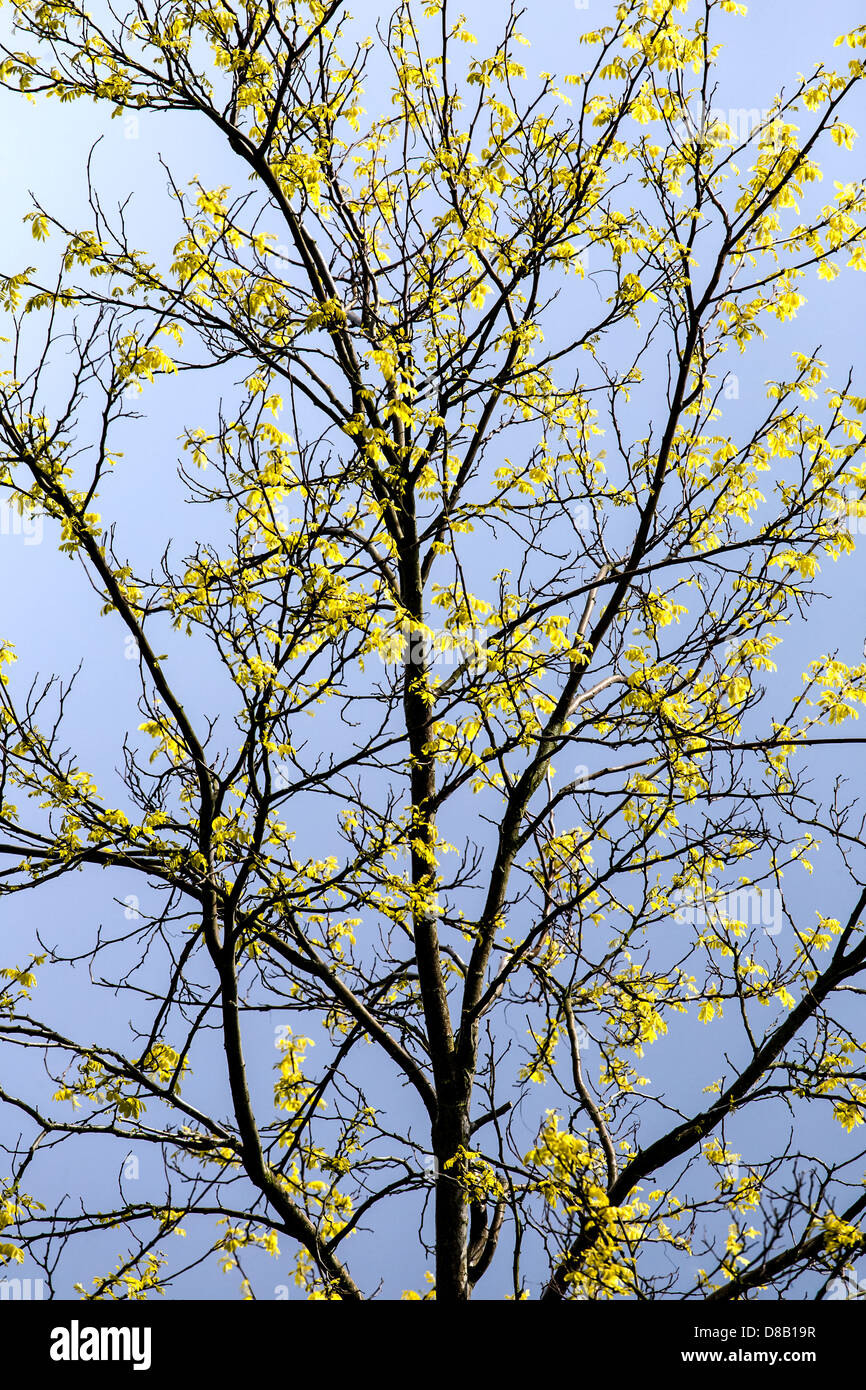 Leaves & Branches of Robinia Pseudoacacia Tree Stock Photo - Alamy