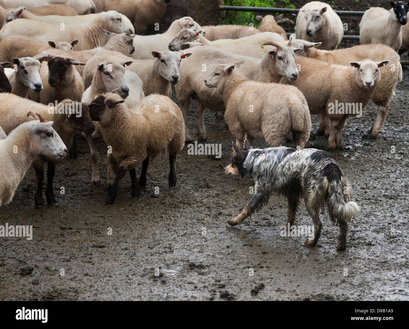Which Dog Is Used For Rounding Up Sheep