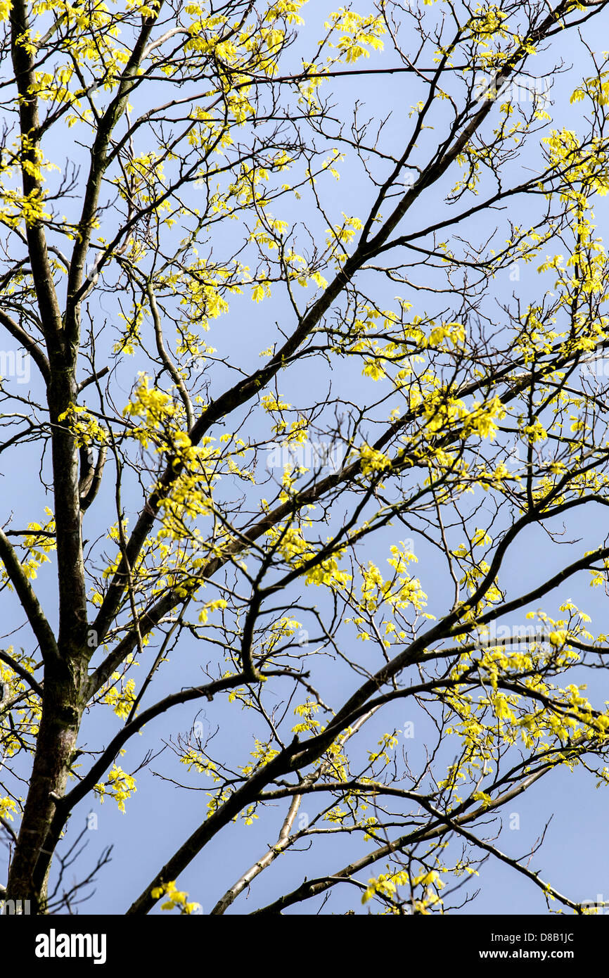 Leaves & Branches of Robinia Pseudoacacia Tree Stock Photo - Alamy