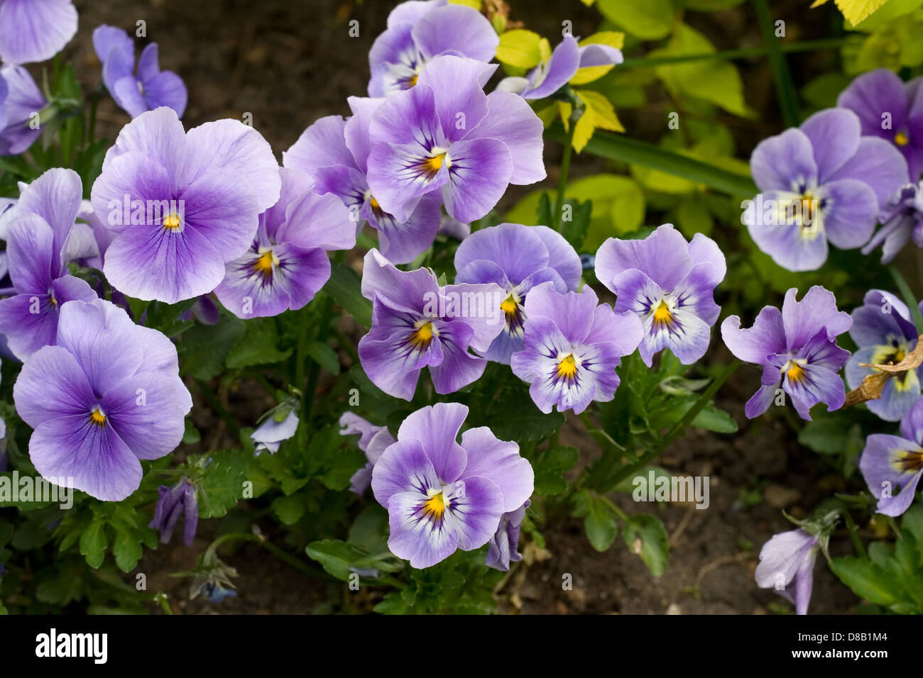 Purple pansies hi-res stock photography and images - Alamy