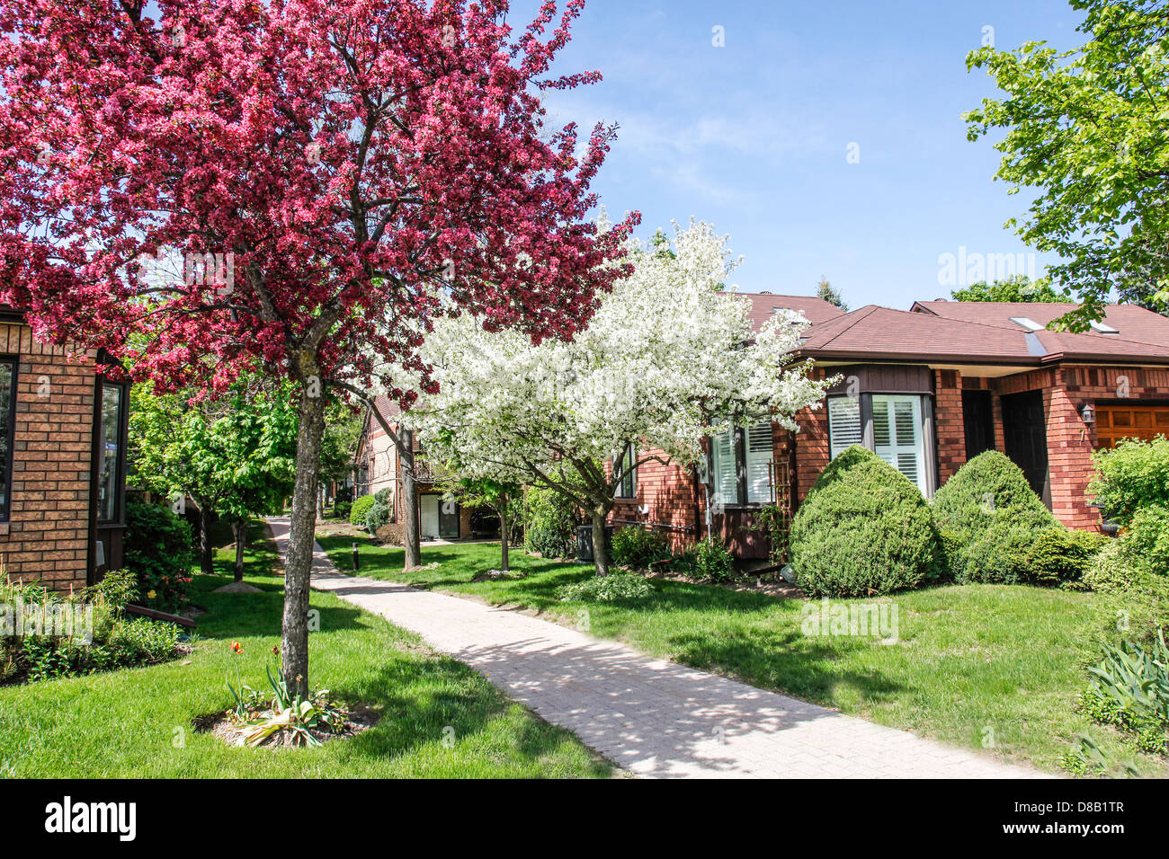 Springtime or Spring in Ontario;Canada with Crabapple trees in full ...