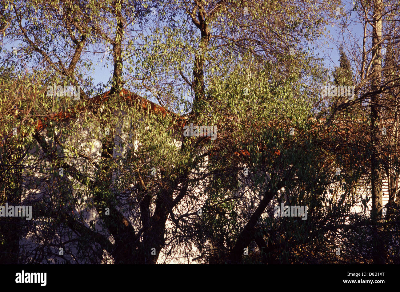Typical houses seen across a tree in Kibbutz Hannita at the western ...
