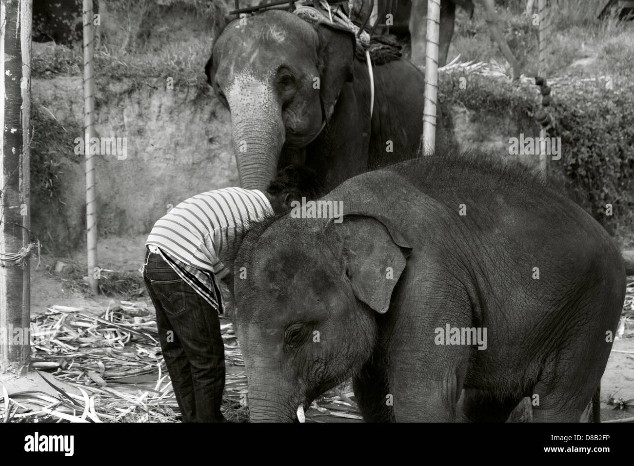 CHALONG, PHUKET, THAILAND FEBRUARY 15 2013: Elephants at a roadside ...