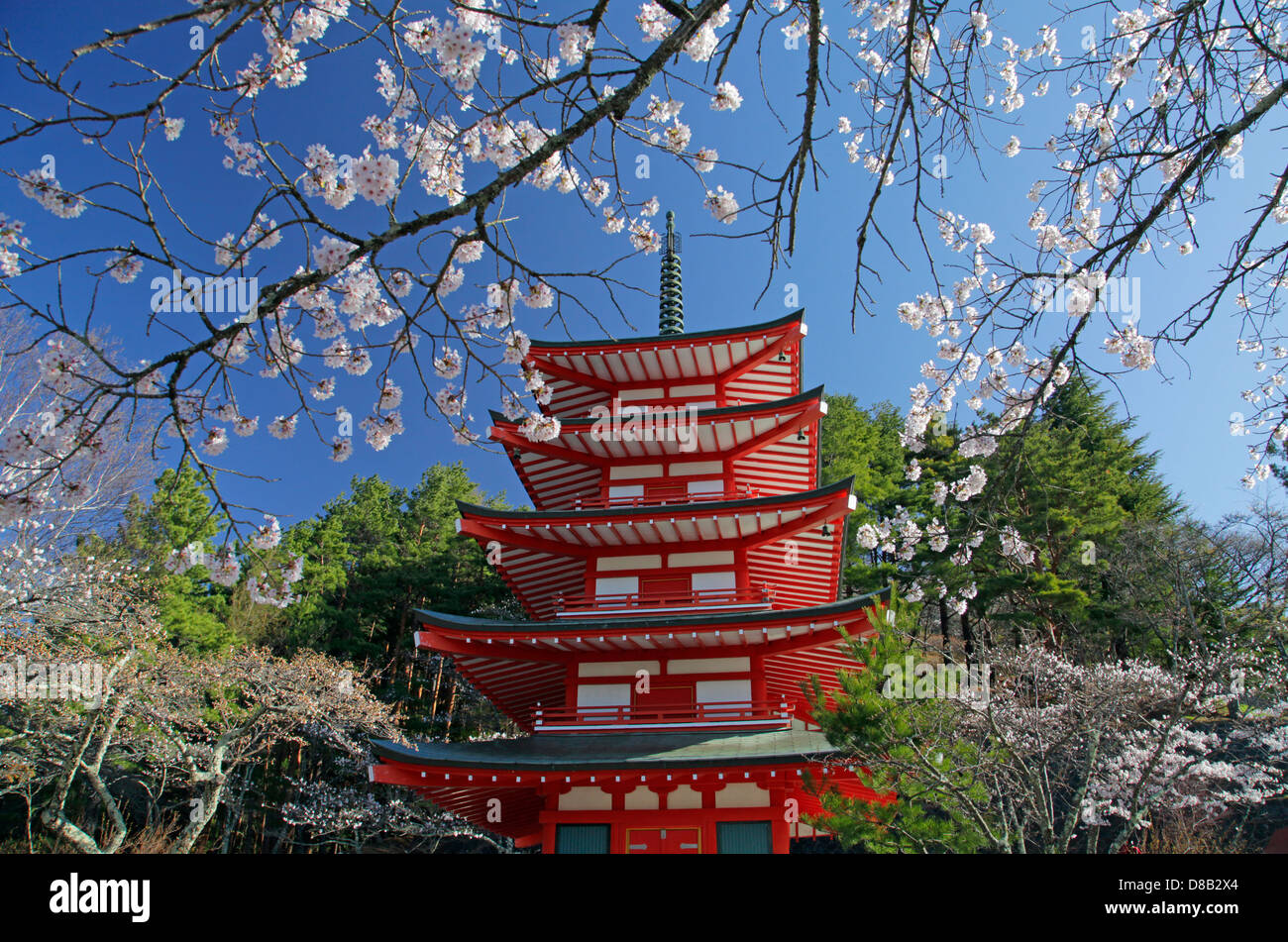 Chureito Pagoda and cherry blossoms at Arakura-yama Sengen-koen park Japan Stock Photo - Alamy