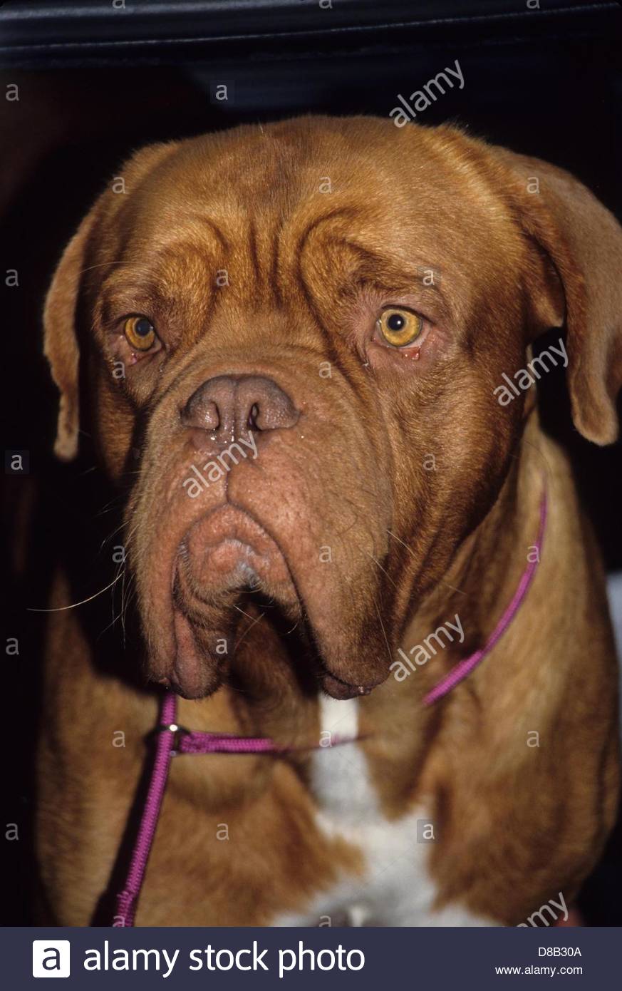 Turner And Hooch High Resolution Stock Photography and Images - Alamy