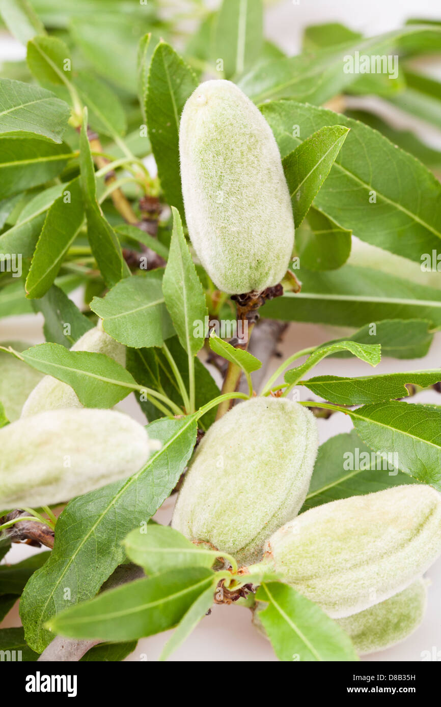 almond tree branch macro closeup Stock Photo - Alamy