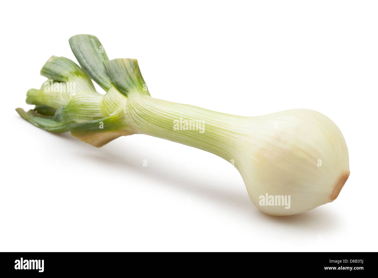 onion single on white background Stock Photo - Alamy