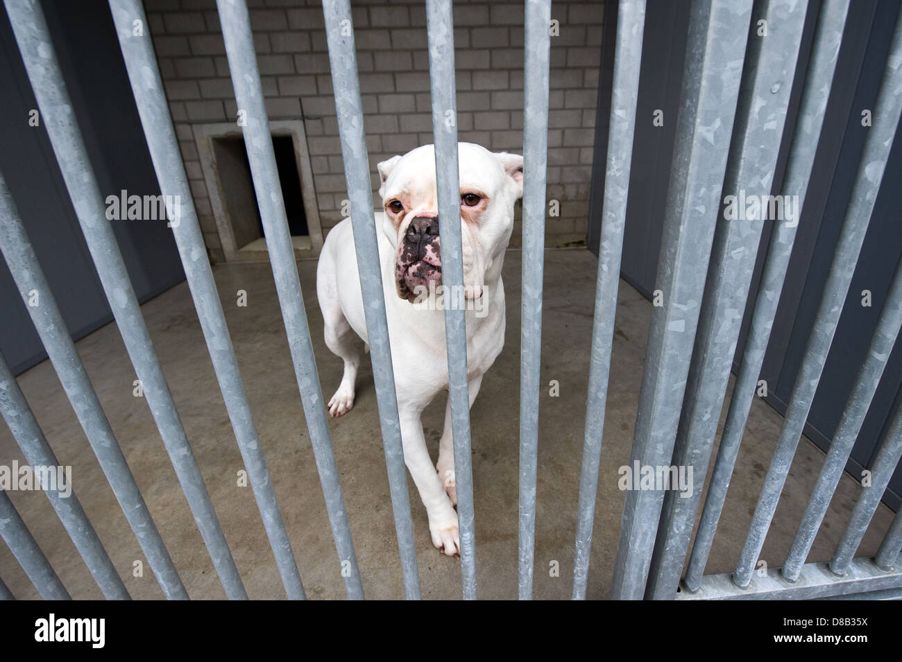 Homeless dog behind bars in an animal shelter Stock Photo - Alamy