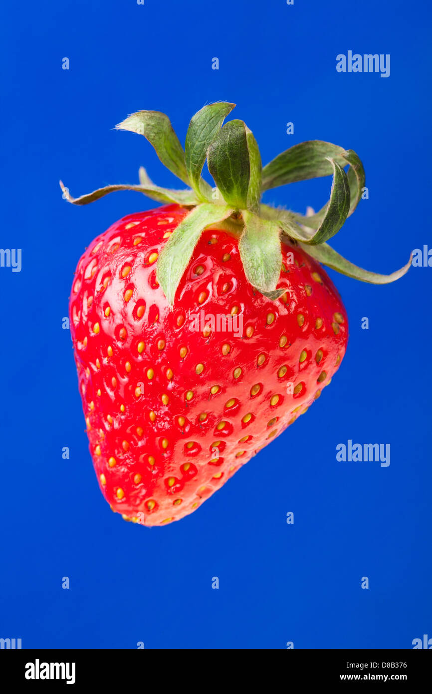 strawberry single on blue background Stock Photo - Alamy