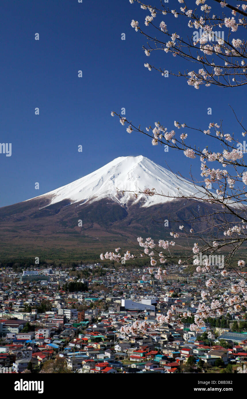 Snowy Mount Fuji and cherry blossoms Fuji-Yoshida city Japan Stock ...
