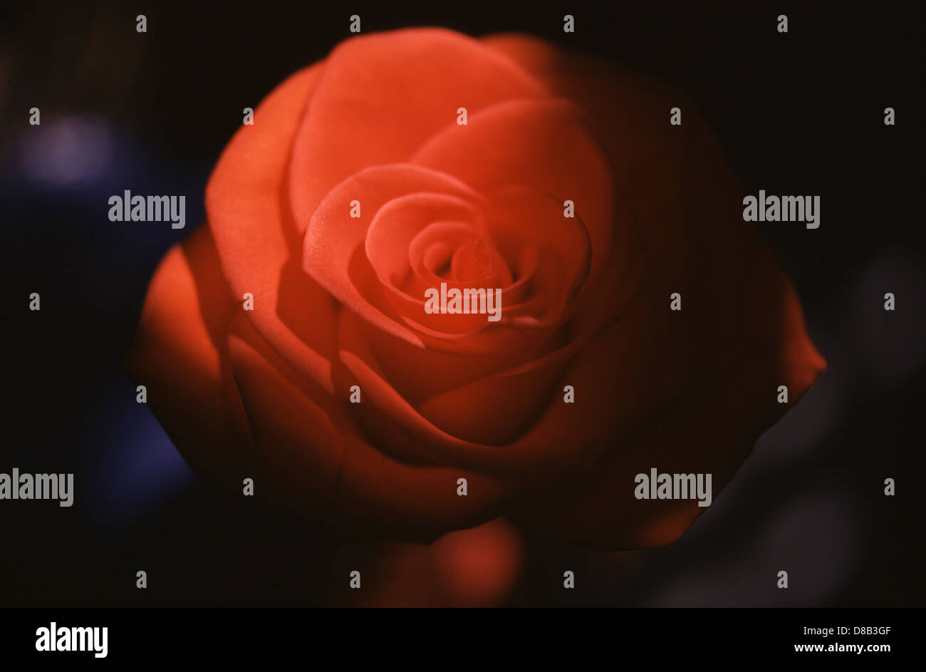 Full red rose hi-res stock photography and images - Alamy