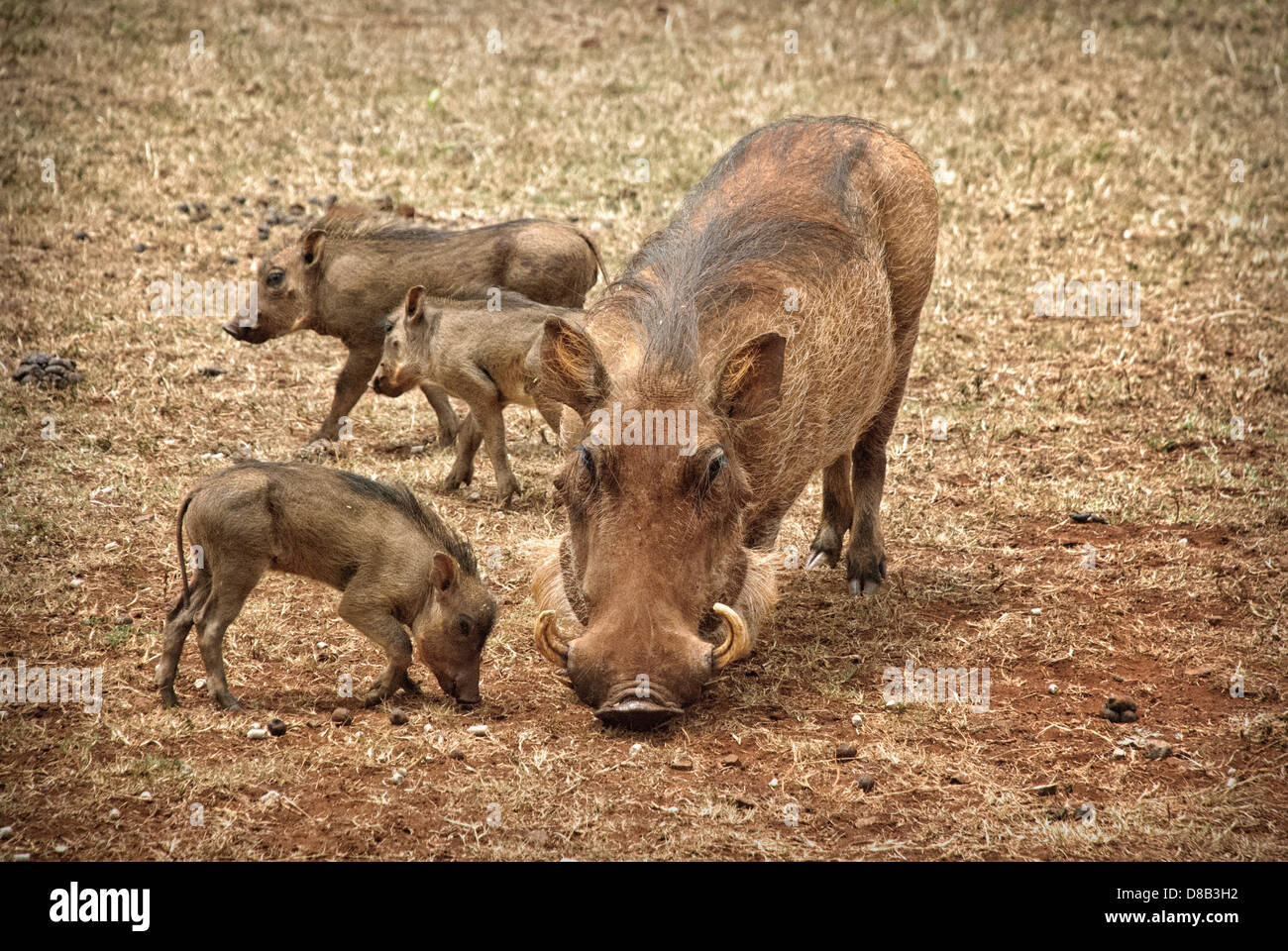 Adult Female Warthog with her three little Piglets, Phacochoerus ...