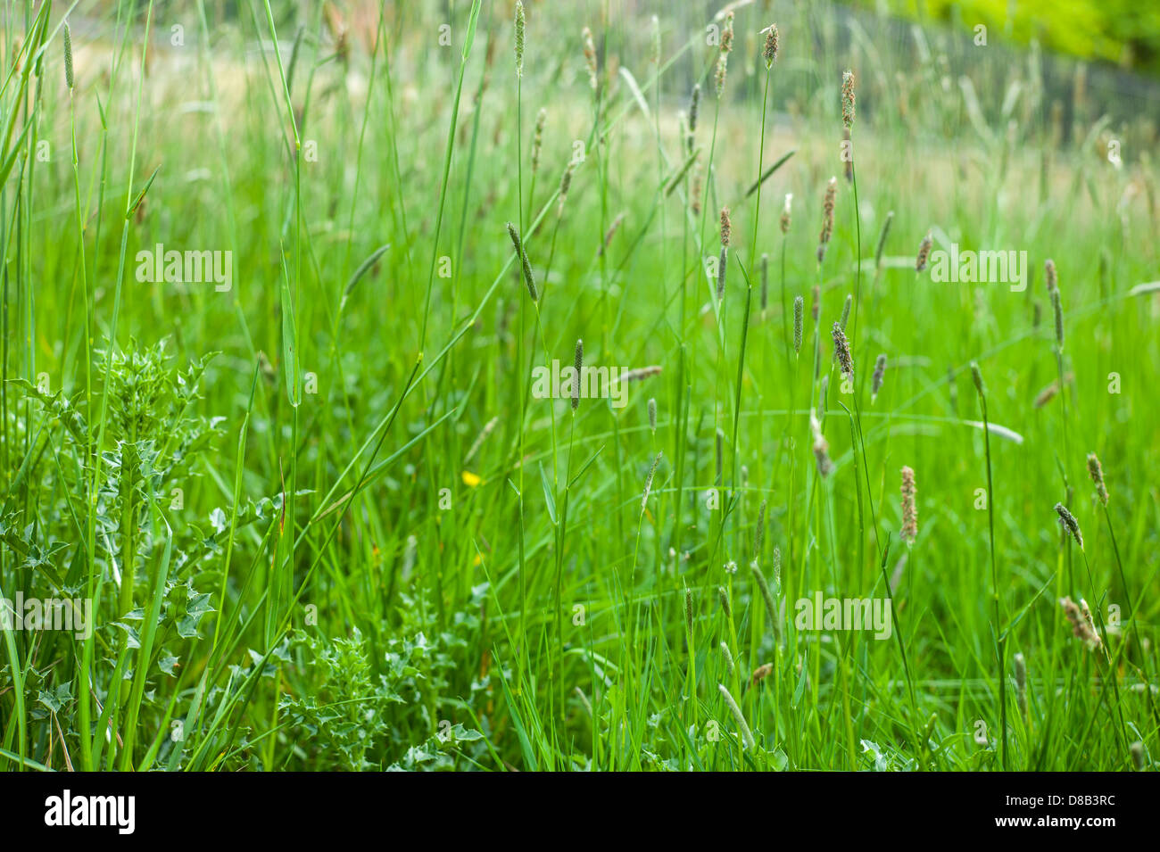 Long green pods hi-res stock photography and images - Alamy