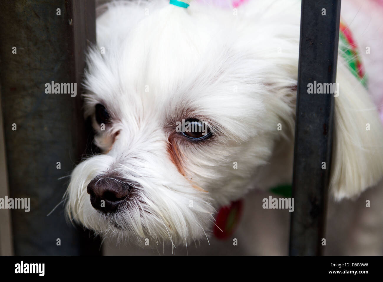 Closeup of cute white small dog face looking through iron bars of fence ...