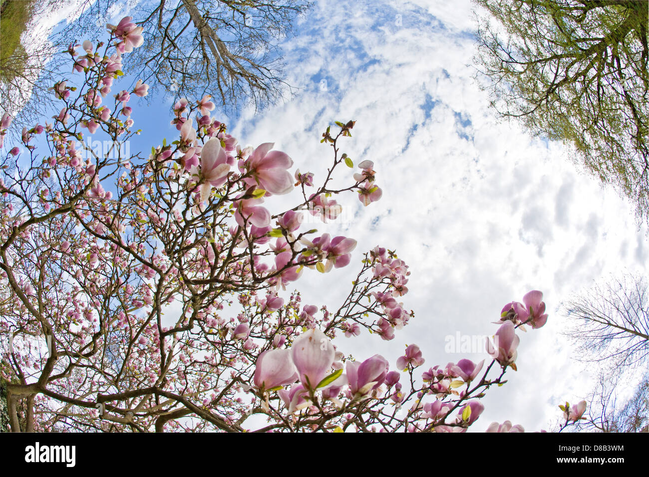 Spring Flowers Hampton Court Gardens UK Stock Photo - Alamy