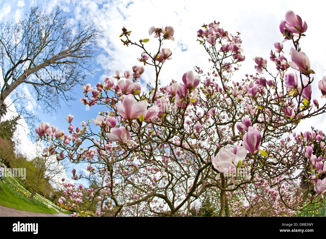 Spring Flowers Hampton Court Gardens UK Stock Photo - Alamy
