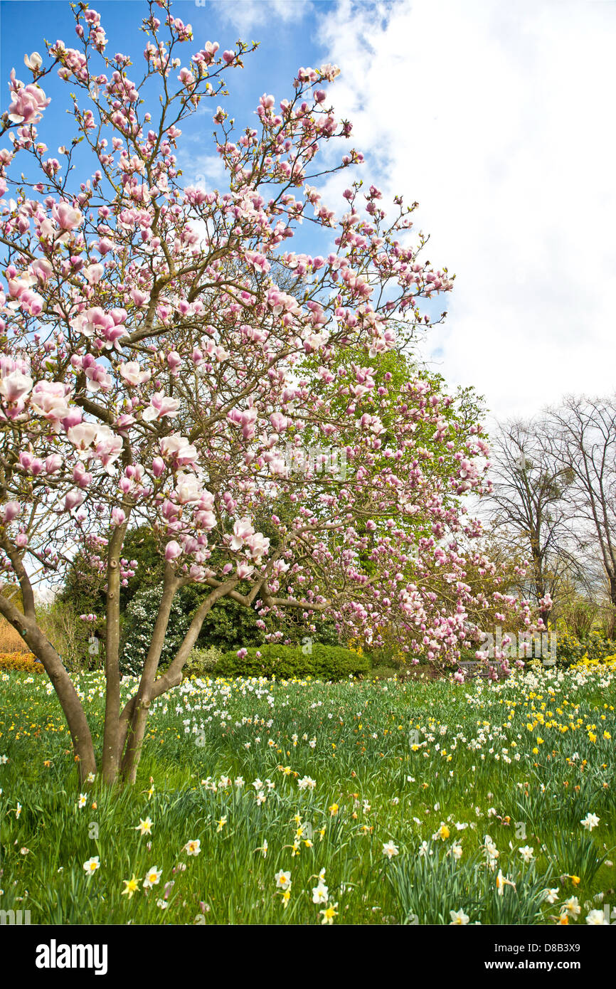 Spring Flowers Hampton Court Gardens UK Stock Photo - Alamy