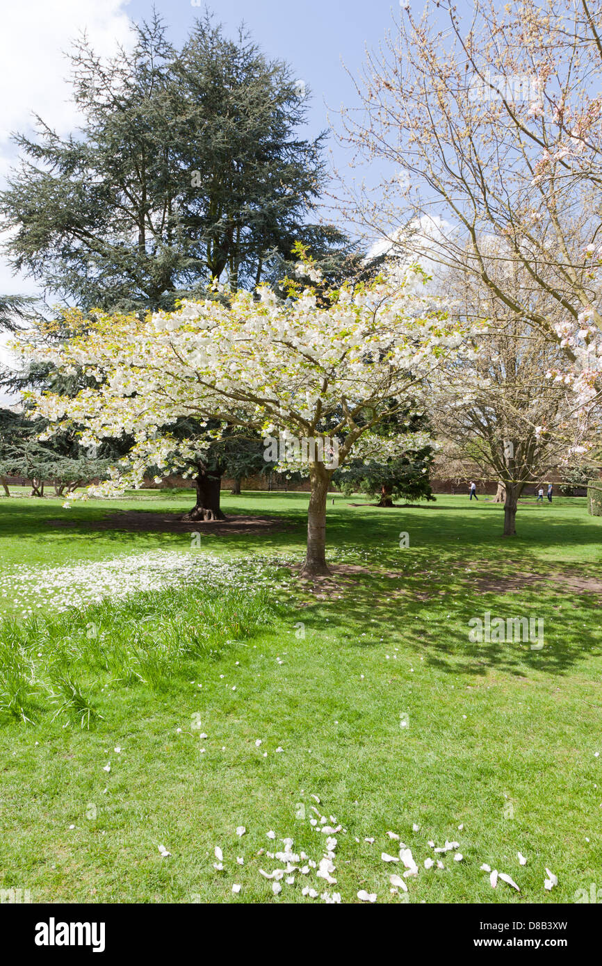 Spring Flowers Hampton Court Gardens UK Stock Photo - Alamy