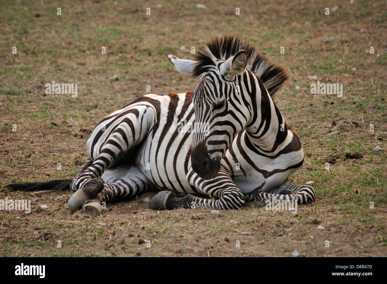 A interesting body posture of a Zebra resting at afternoon Stock Photo ...