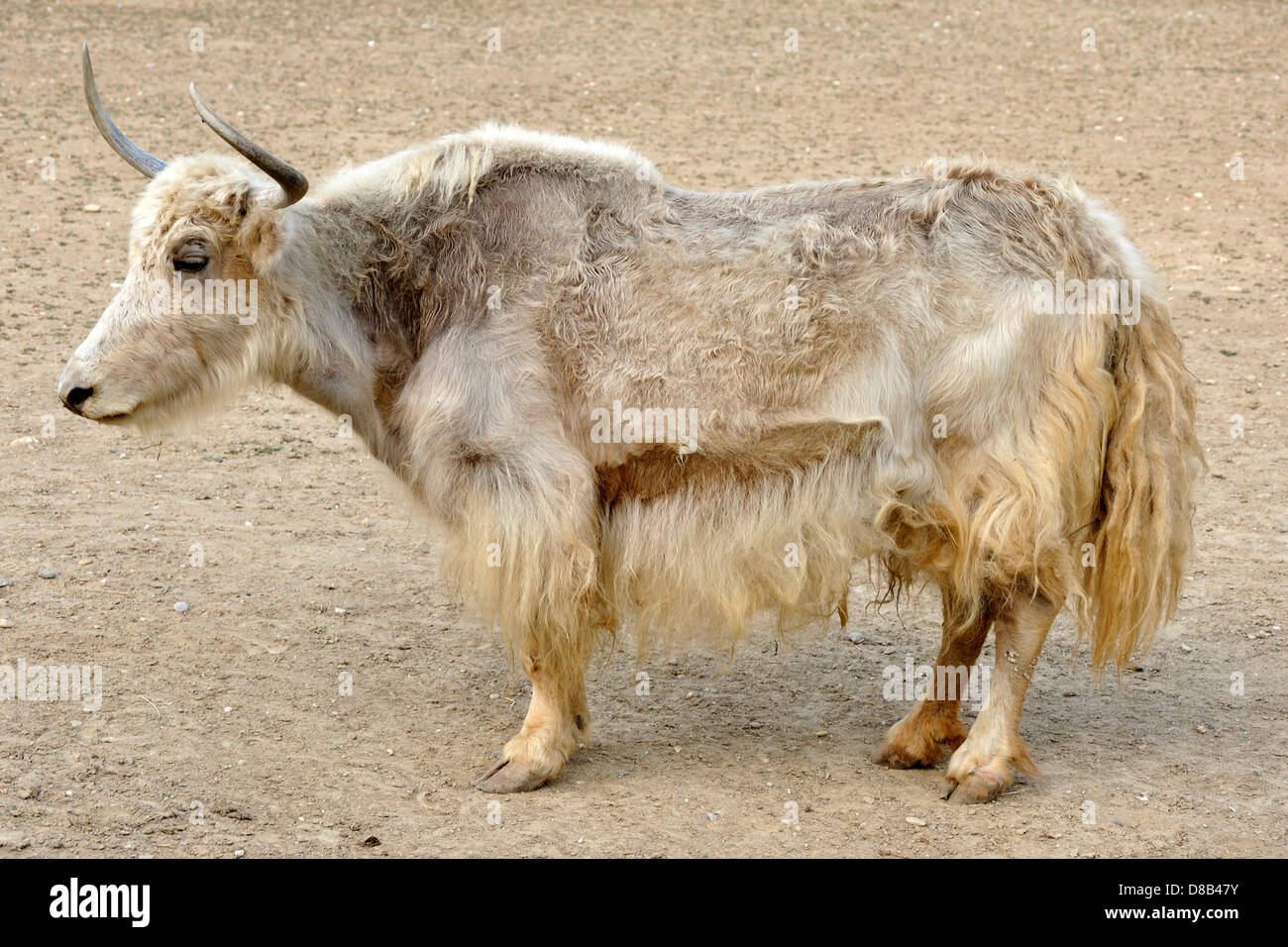 White yak hair hi-res stock photography and images - Alamy