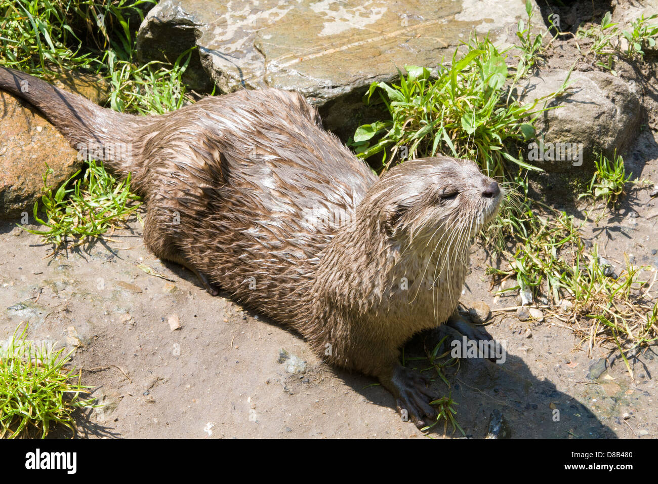 Stock Photo of Dwarf Otters (Aonyx cinereus Stock Photo - Alamy