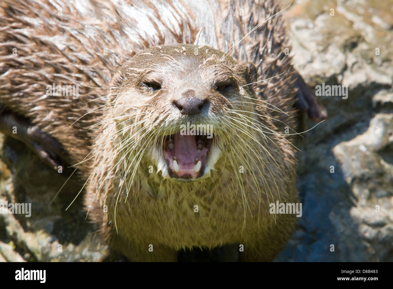 Dwarf otter aonyx cinerea hi-res stock photography and images - Alamy