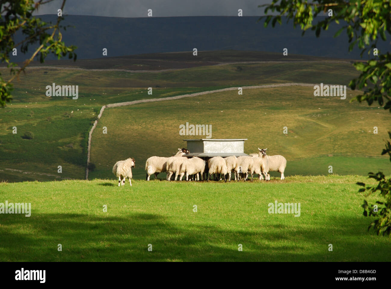 Calm sheep hi-res stock photography and images - Alamy