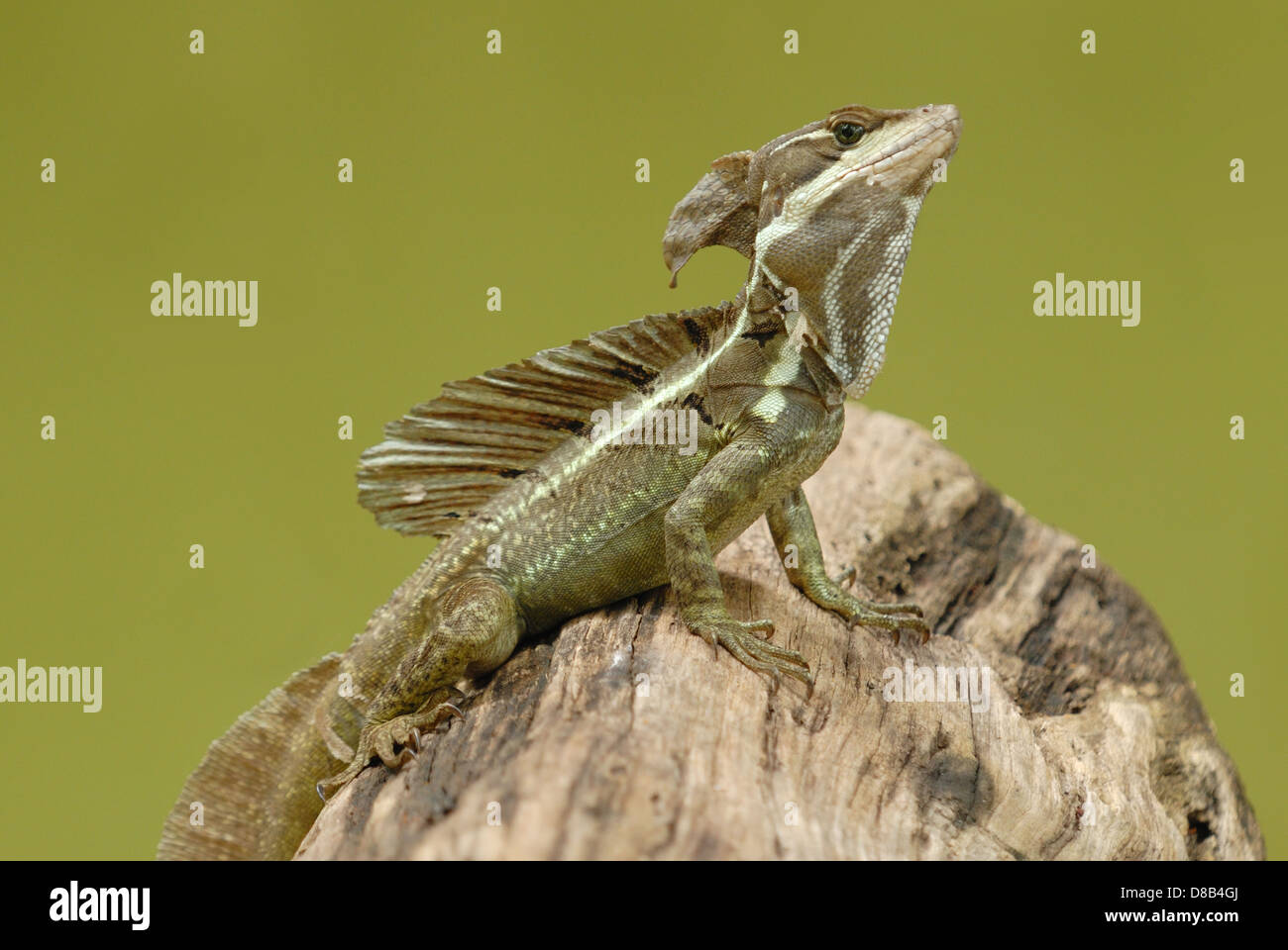 Basilisk Lizard (Basiliscus basiliscus) in Costa Rica rainforest Stock ...