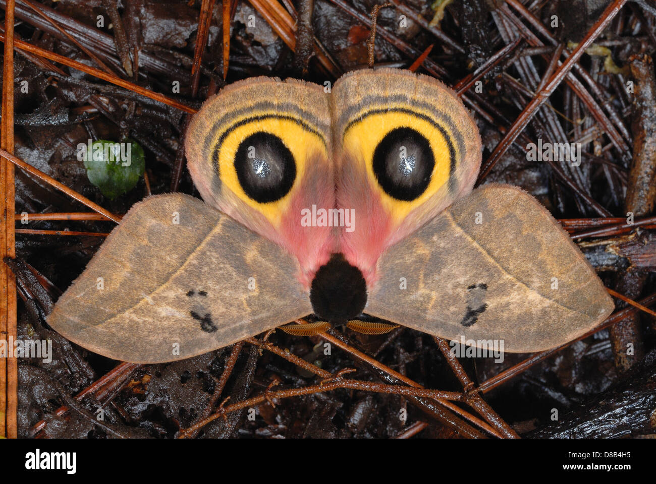Owl moth hi-res stock photography and images - Alamy