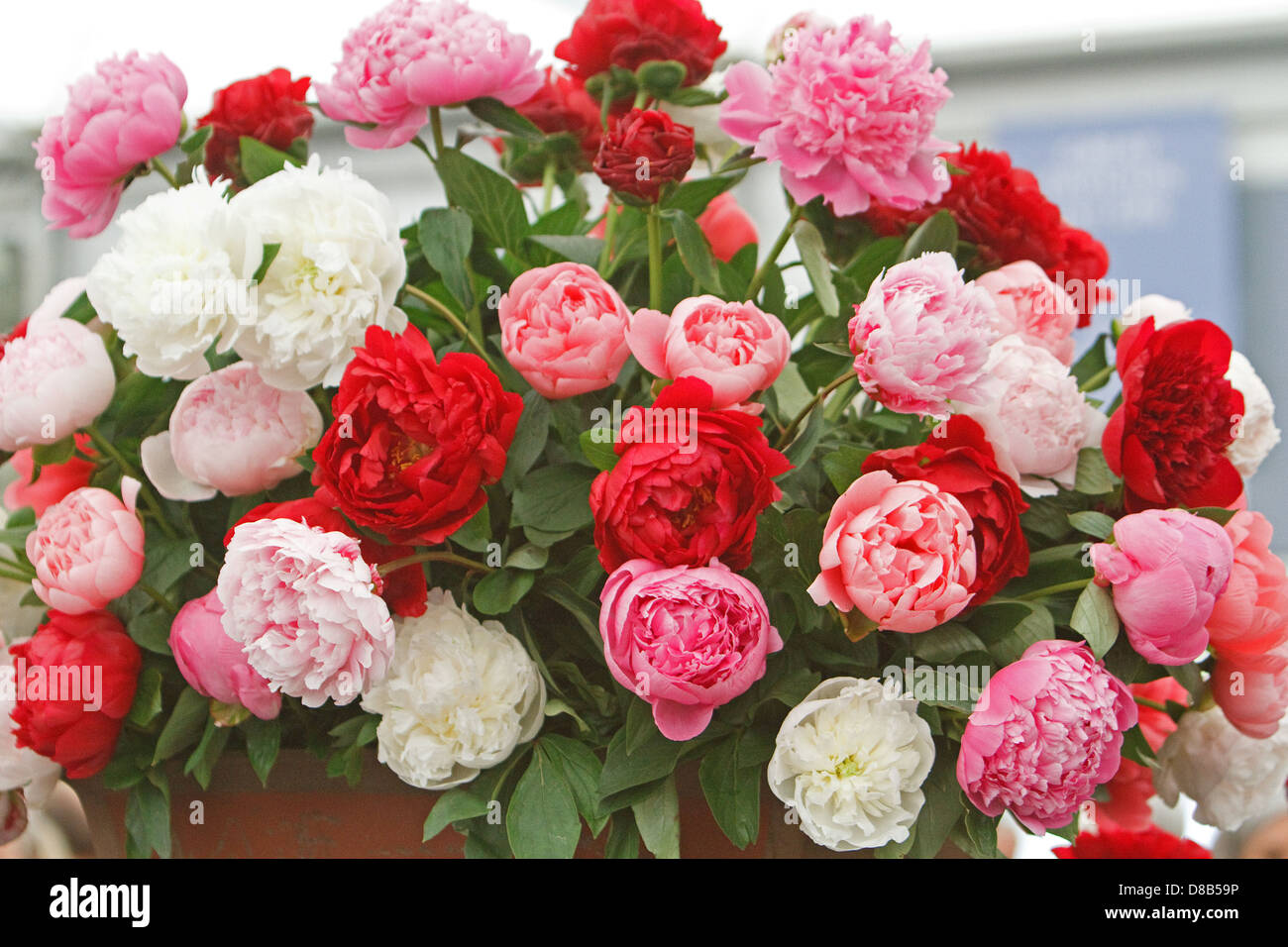 A colourful display of Peonies at the RHS Chelsea Flower Show 2013 ...