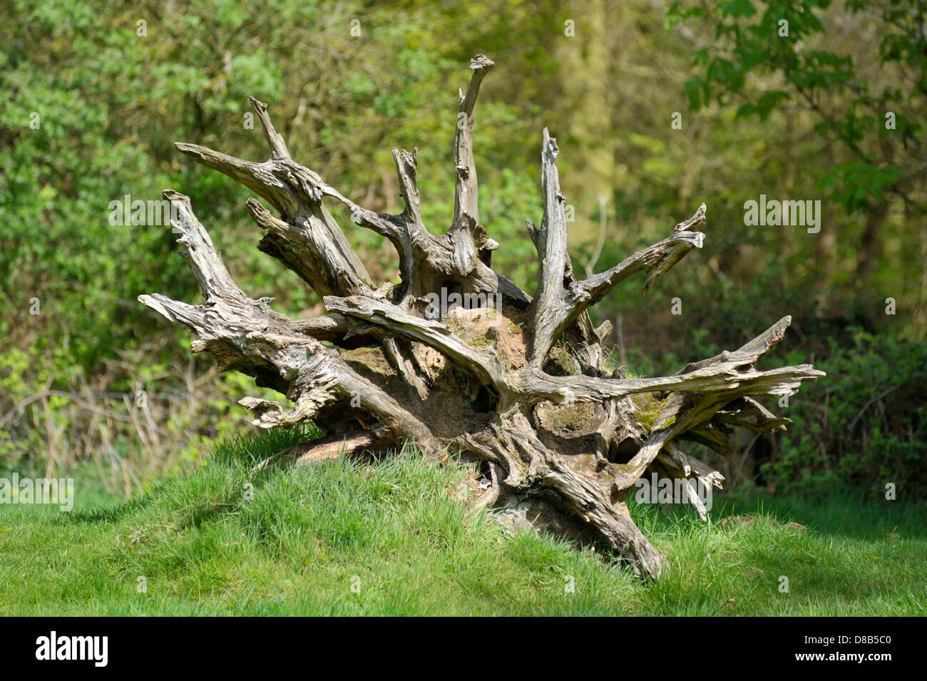 Upturned tree roots hi-res stock photography and images - Alamy