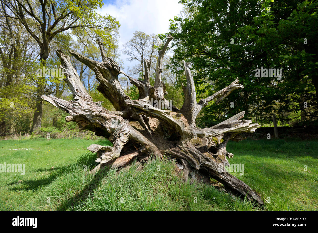 Upturned tree roots hi-res stock photography and images - Alamy