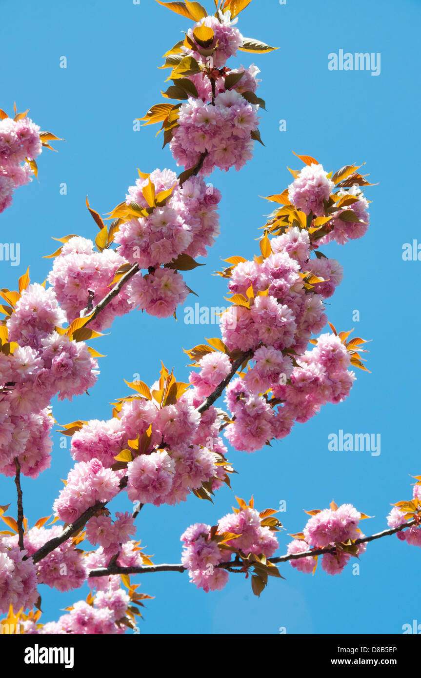 Japanese flowering cherry tree Stock Photo - Alamy