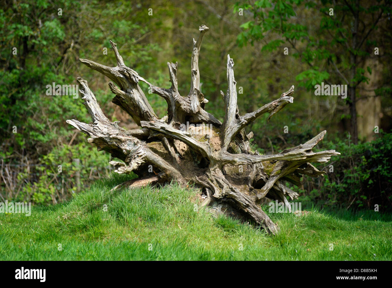 Upturned tree roots hi-res stock photography and images - Alamy