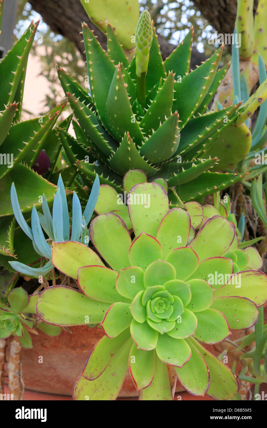 Italy, Sicily, Taormina, cacti, vegetation Stock Photo - Alamy