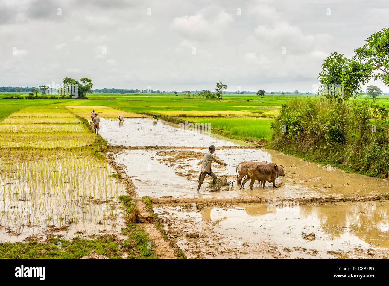 Farmer ploughs his water logged paddy field using traditional wooden ...