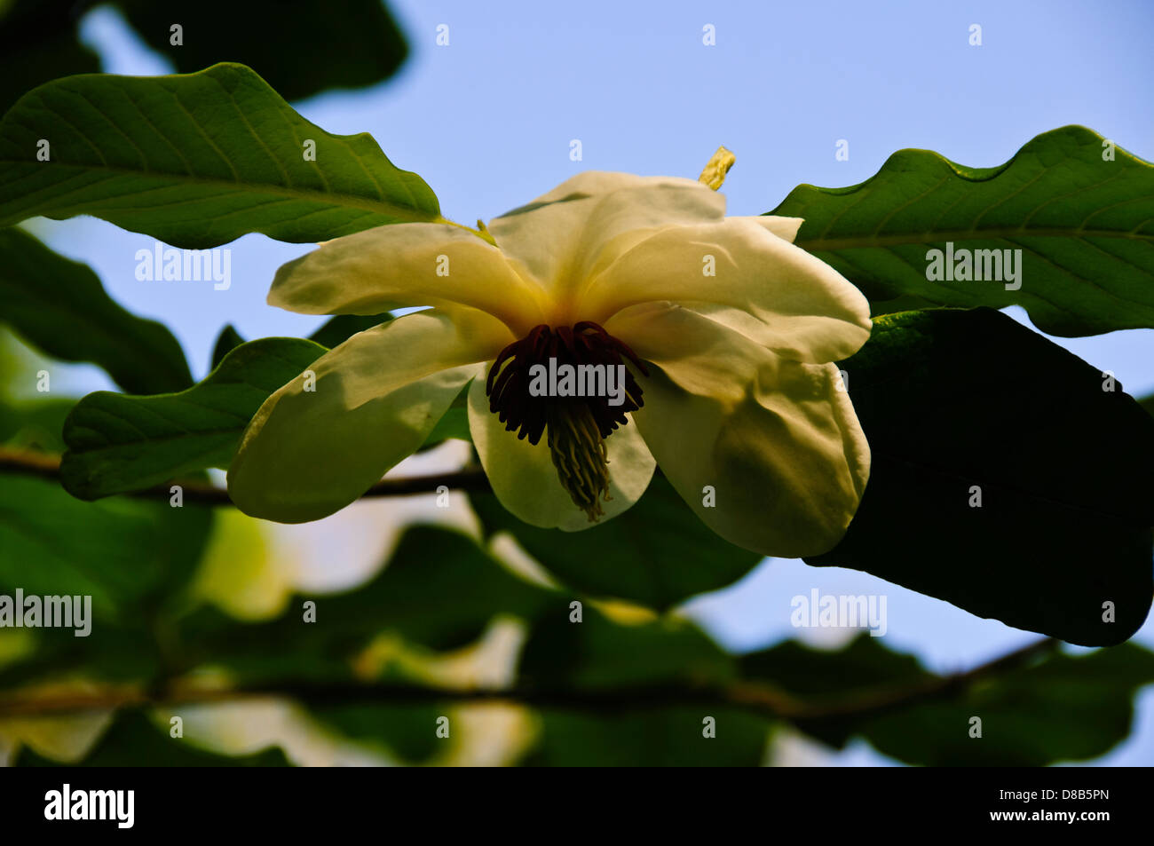 Isabella Plantation,Magnolia,SieboloII,50 Known Varieties of ...