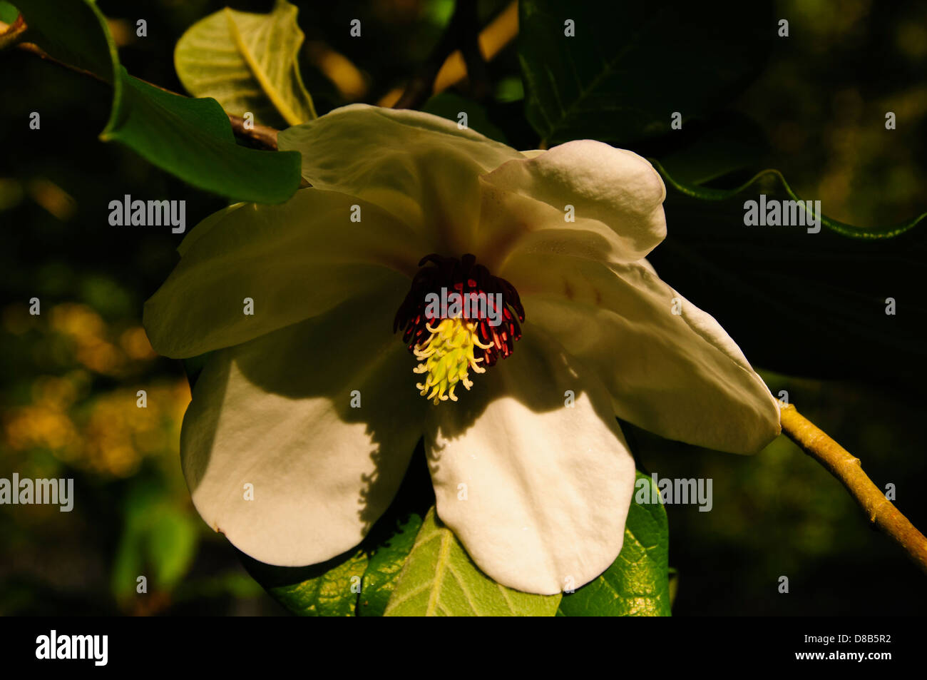 Isabella Plantation,Magnolia,SieboloII,50 Known Varieties of ...