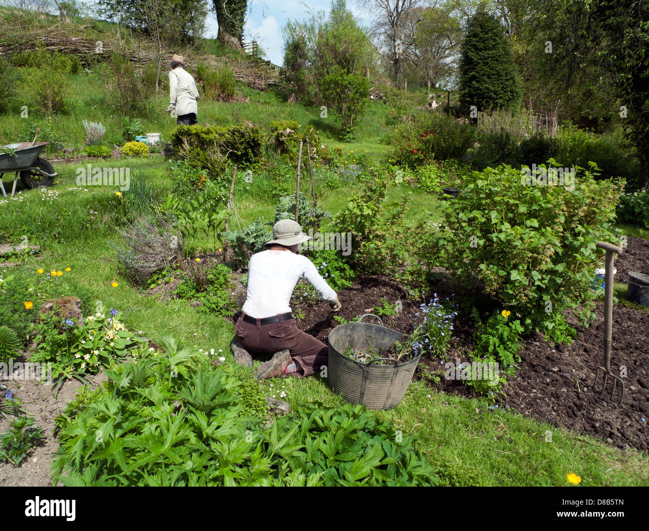 People gardening in the vegetable garden in May in spring sunshine in ...