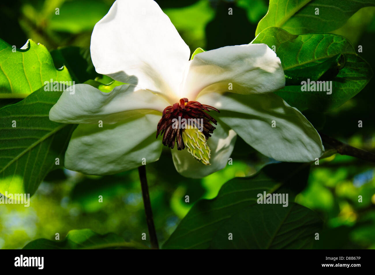 Isabella Plantation,Magnolia,SieboloII,50 Known Varieties of ...